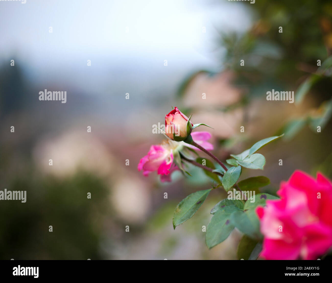 Rose flower with a beautiful background. The color of autumn Stock ...