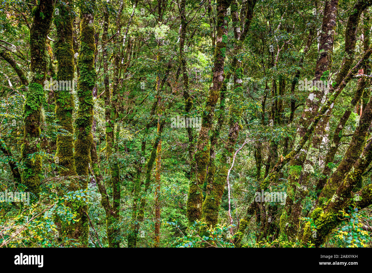 Tall myrtle beech trees within the wet sclerophyll forest at Great ...