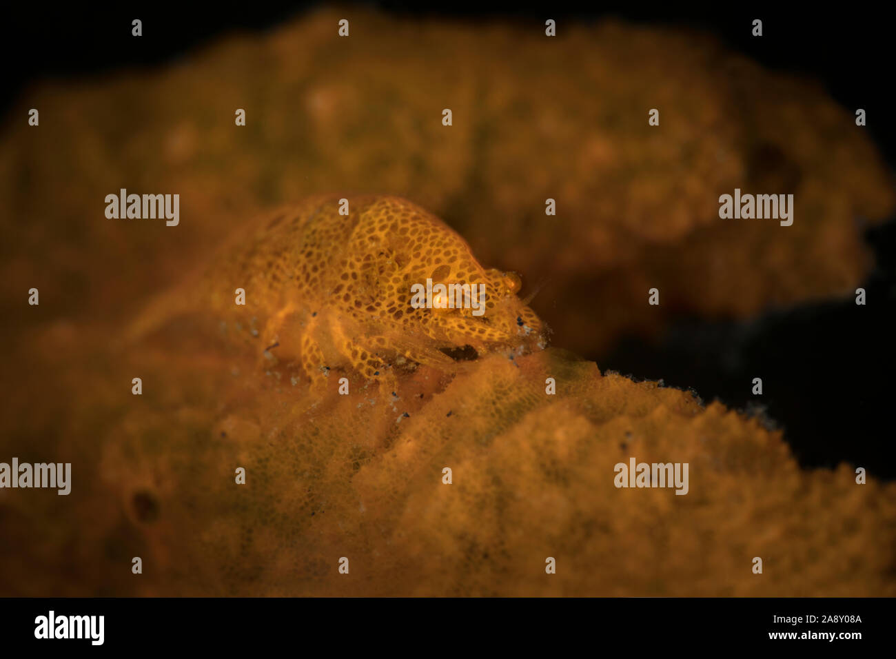 Master of camouflage. Cryptic Sponge Shrimp (Gelastocaris paronae ...