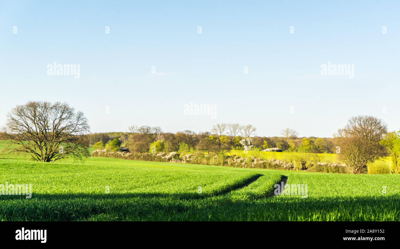 Field green hedge farm hi-res stock photography and images - Alamy