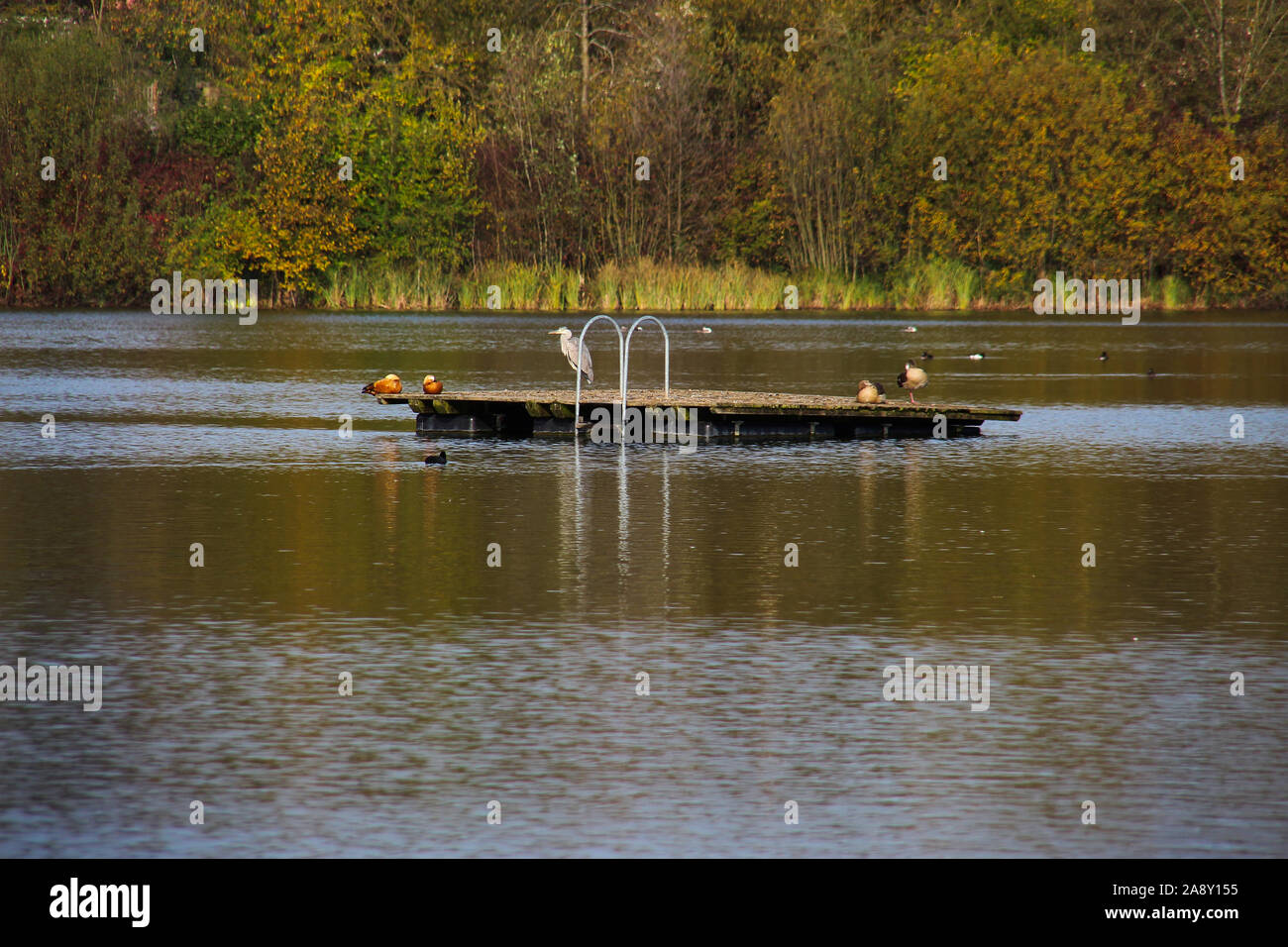 Wooden platform in the center of a lake with various birds on it Stock ...