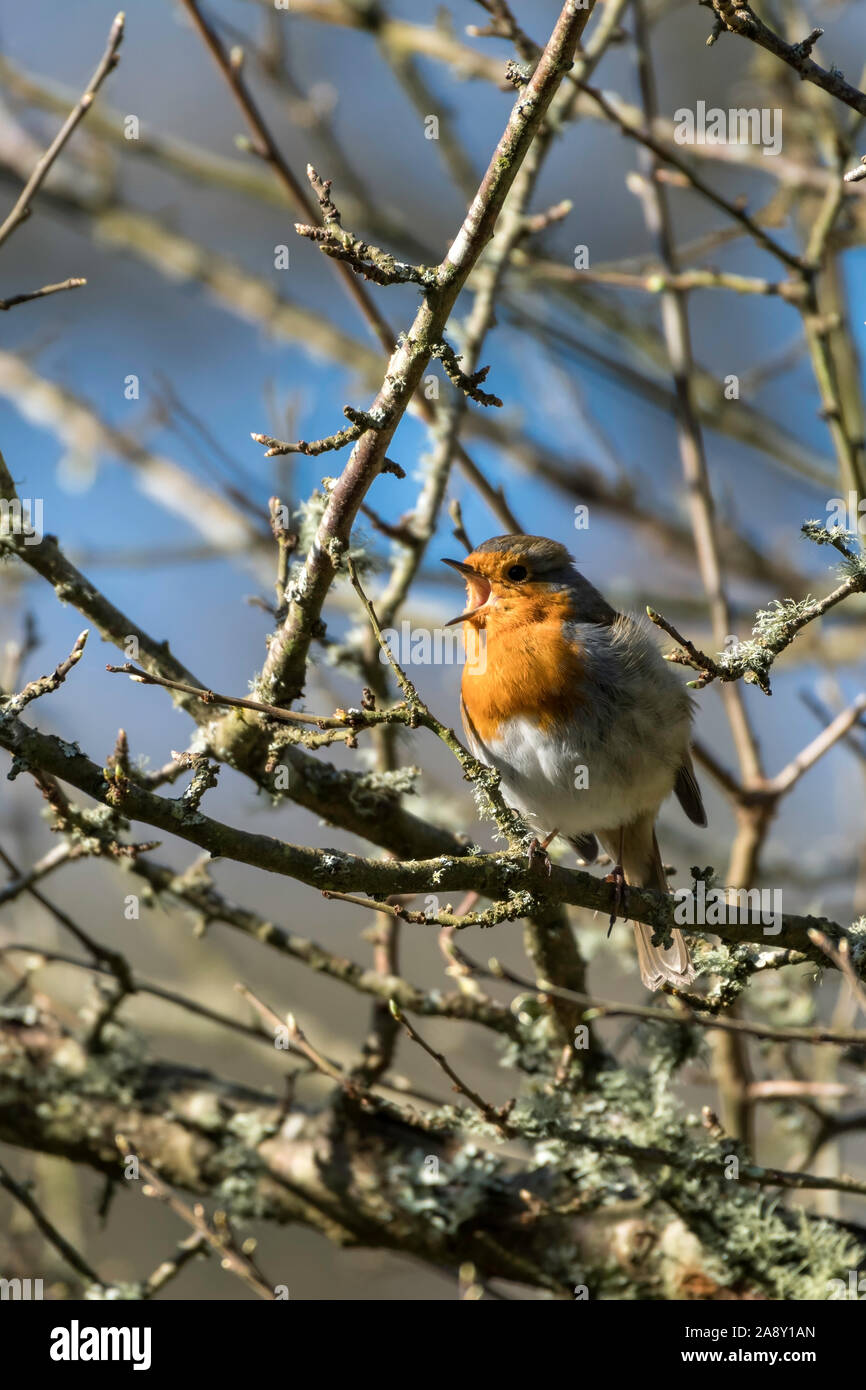 Robin red stand on the bare branch at forest Stock Photo - Alamy