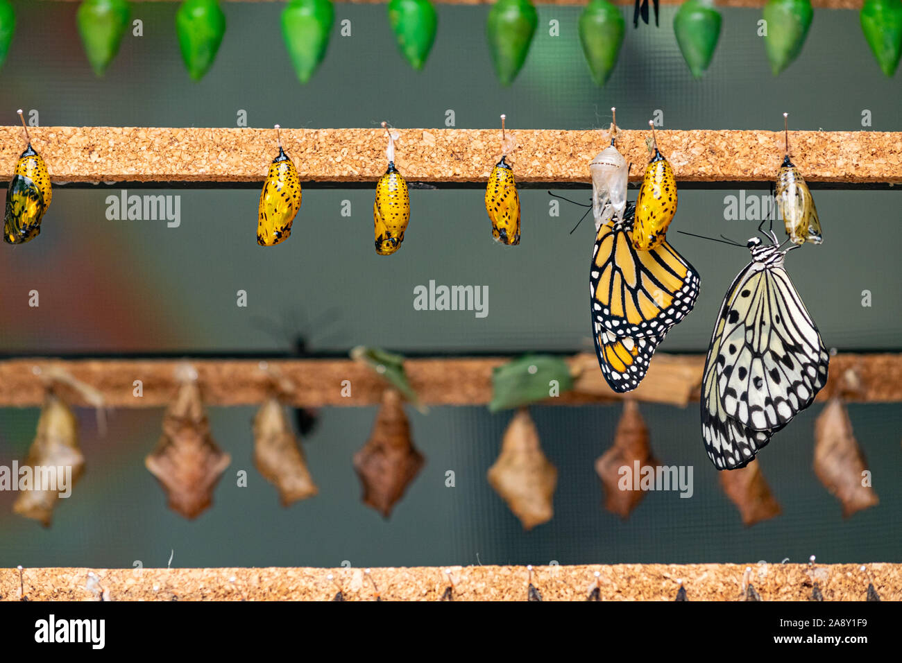 a collection of butterfly's in chrysalis form ready to immerge as ...