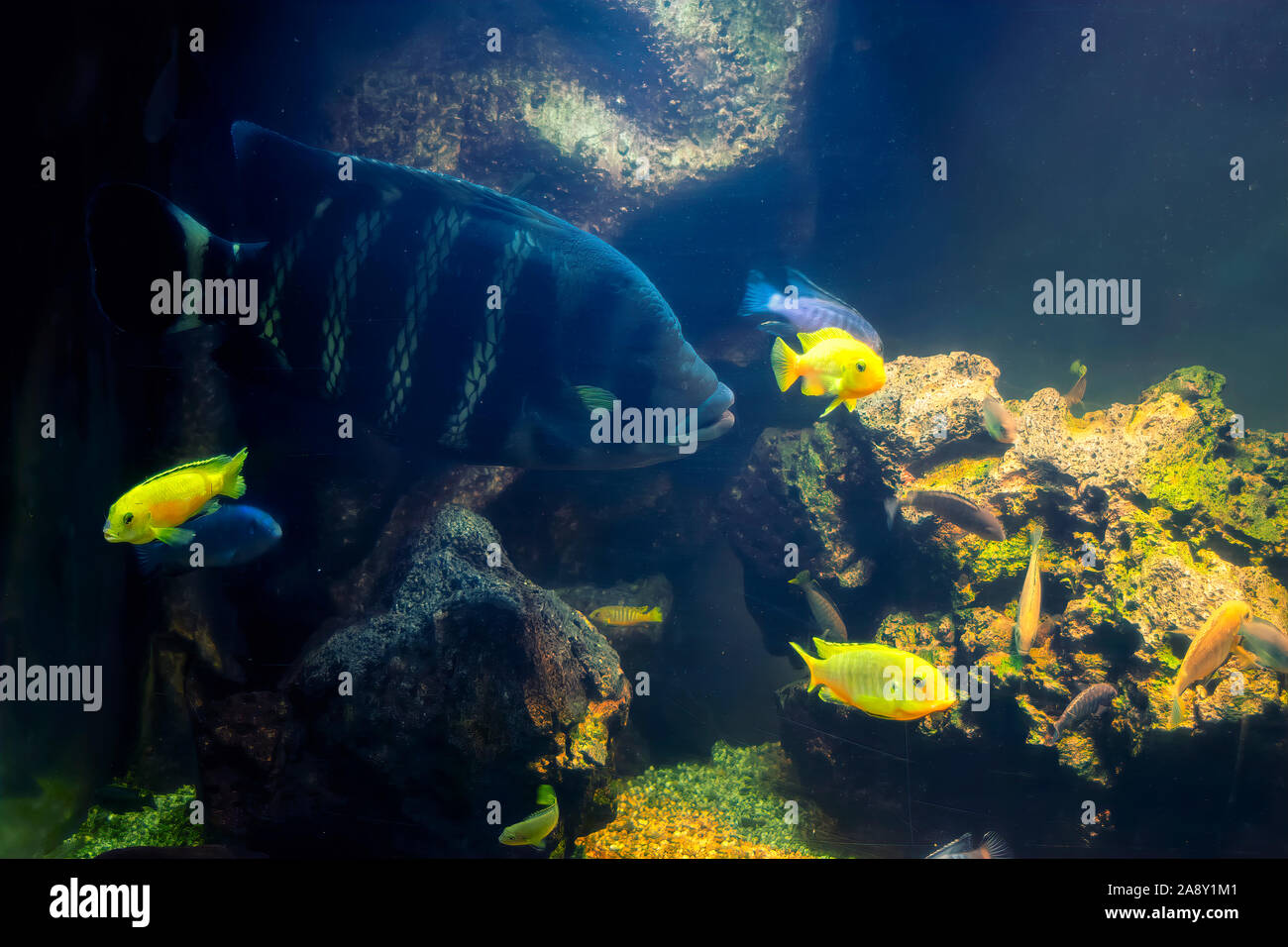 Saltwater biotope hi-res stock photography and images - Alamy