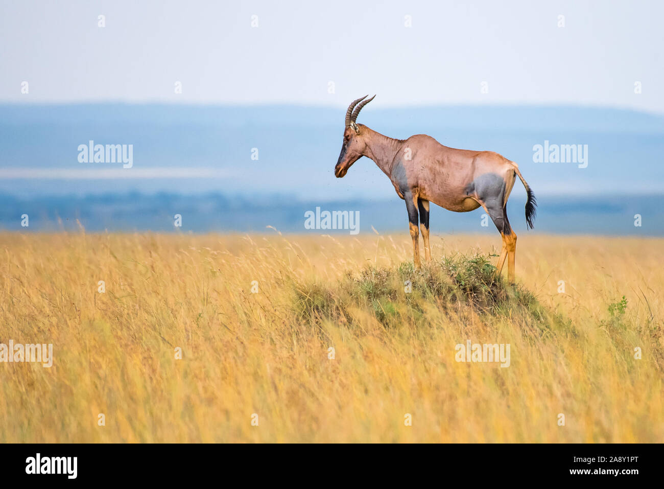 Topi standing on a mound hi-res stock photography and images - Alamy