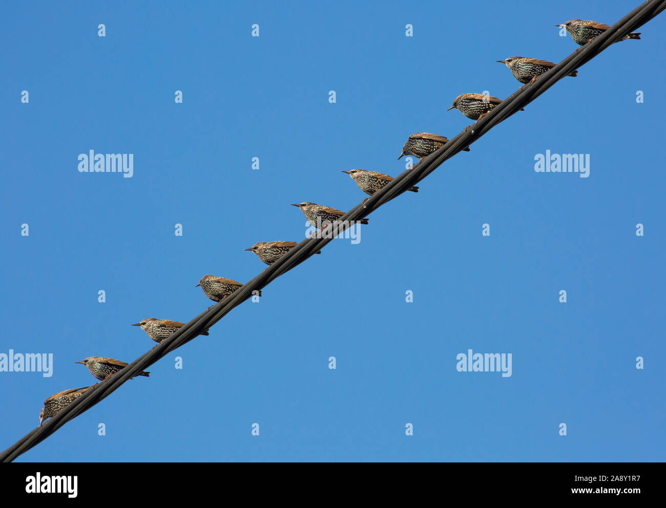 Starlings On Wire High Resolution Stock Photography and Images - Alamy