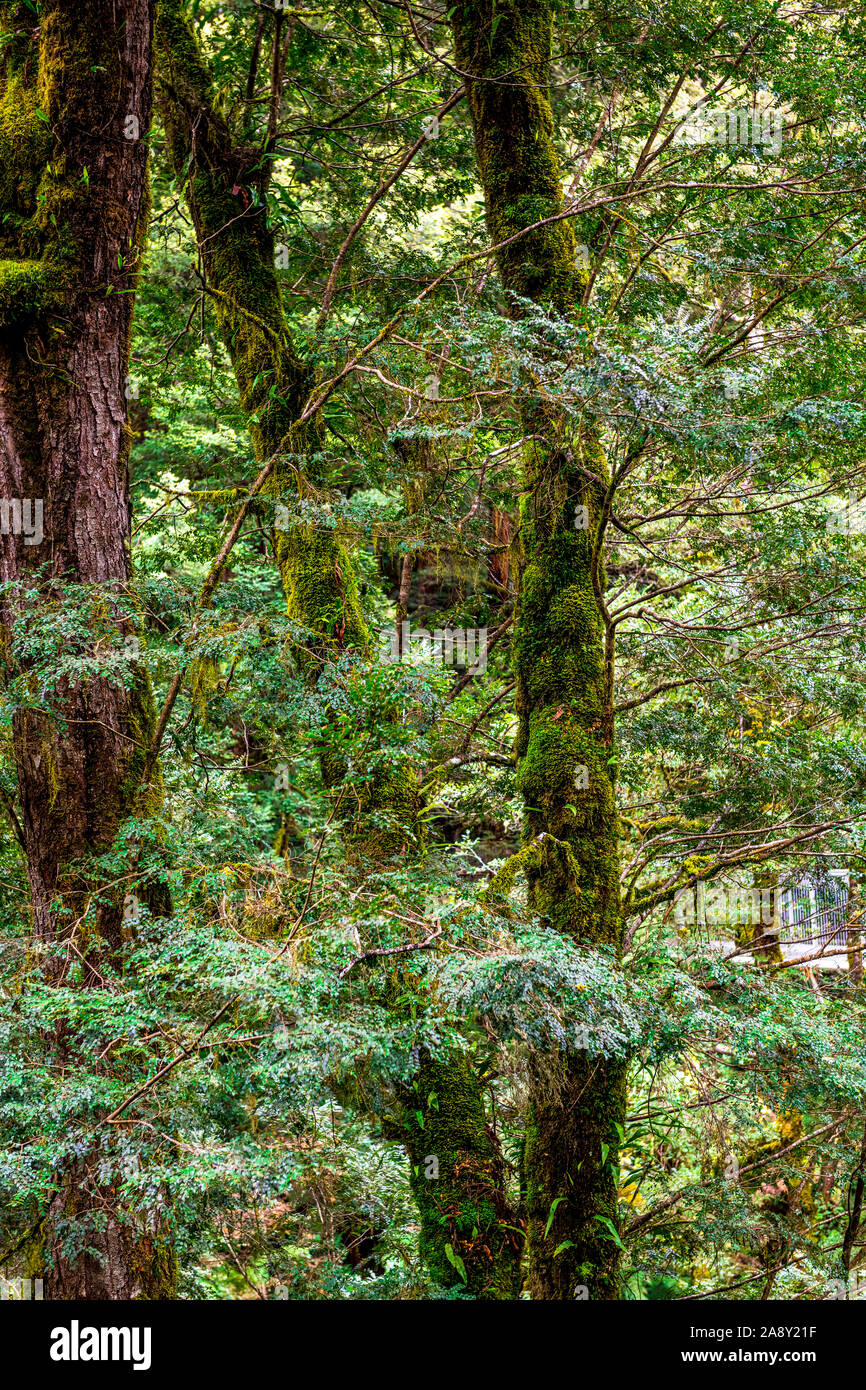 Tall myrtle beech trees within the wet sclerophyll forest at Great ...