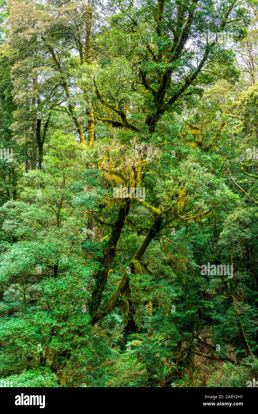 Australian wet forest hi-res stock photography and images - Alamy