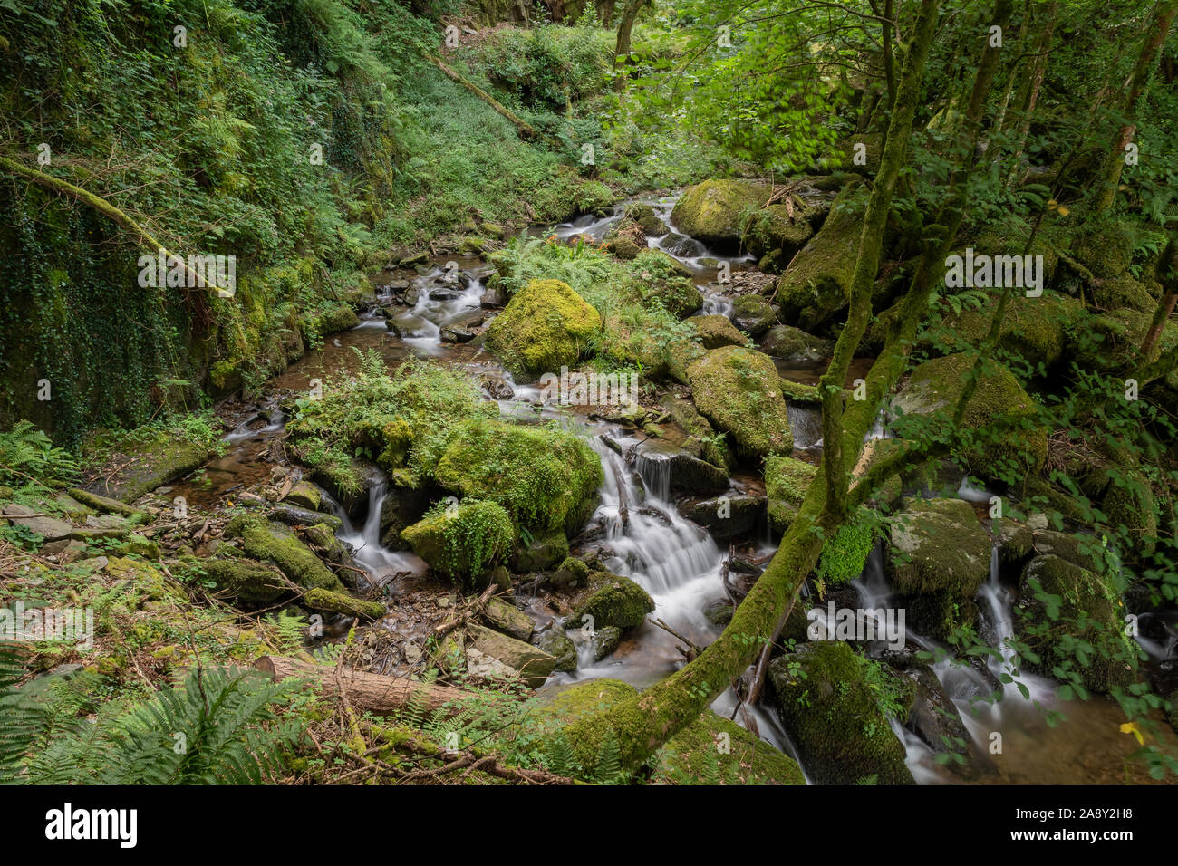Long exposure of the West Lyn river flowing through the woods at Glen ...