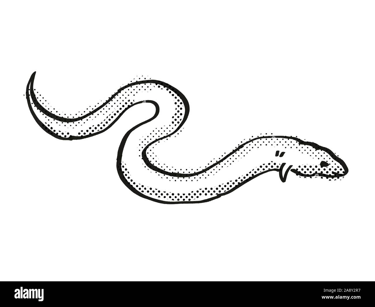 Retro cartoon line drawing style drawing of a European Eel, an ...