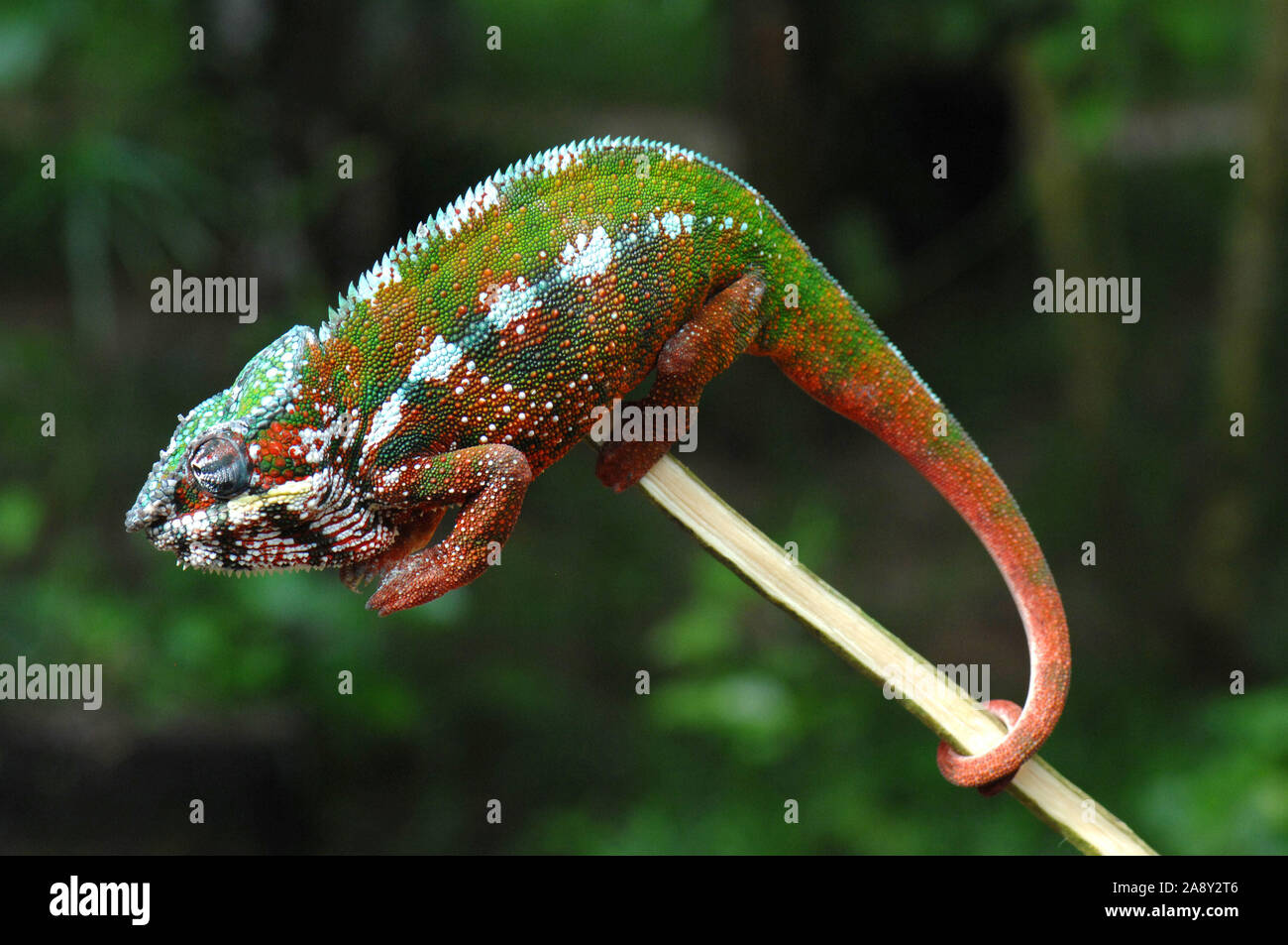 Madagaskar reptilien hi-res stock photography and images - Alamy