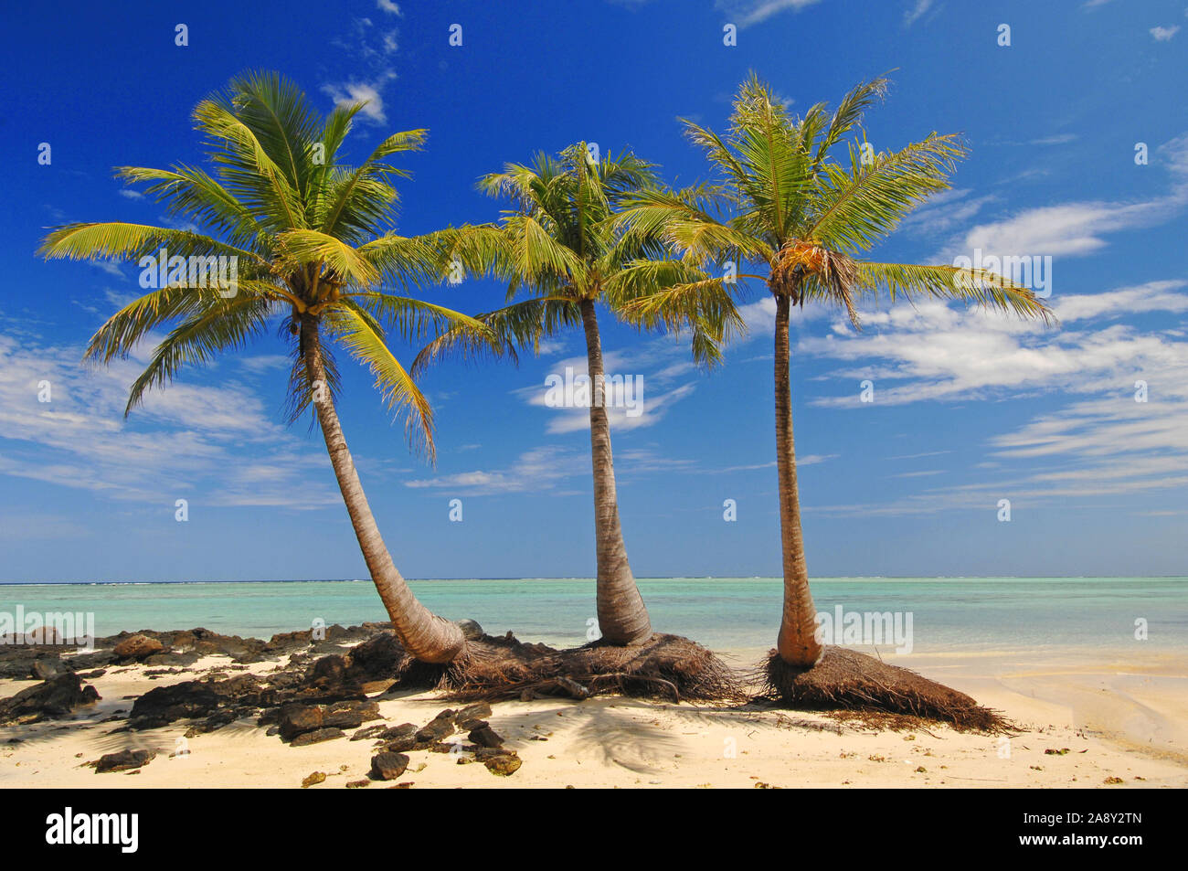 Palmen am Strand Stock Photo - Alamy