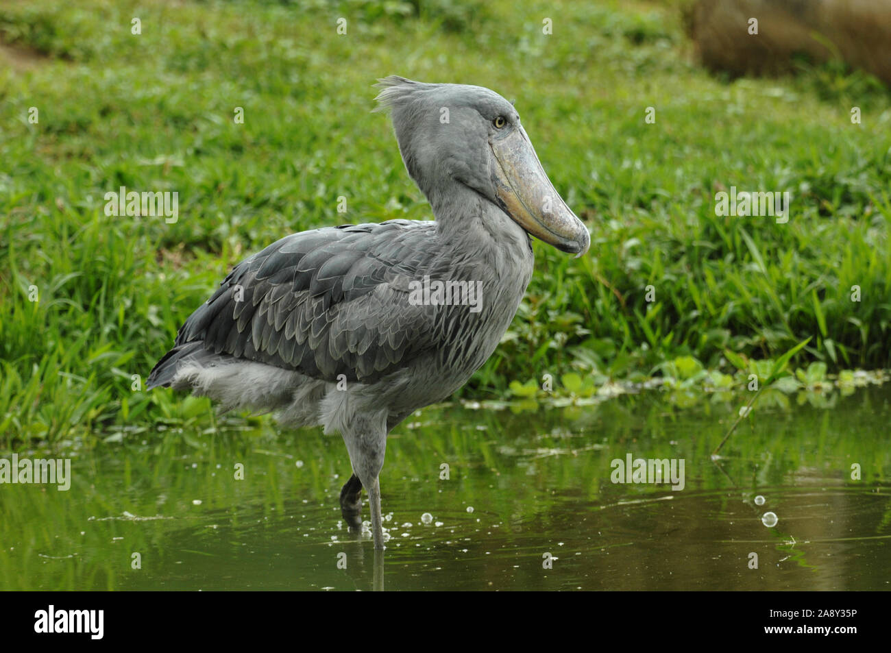 Balaeniceps rex hi-res stock photography and images - Alamy