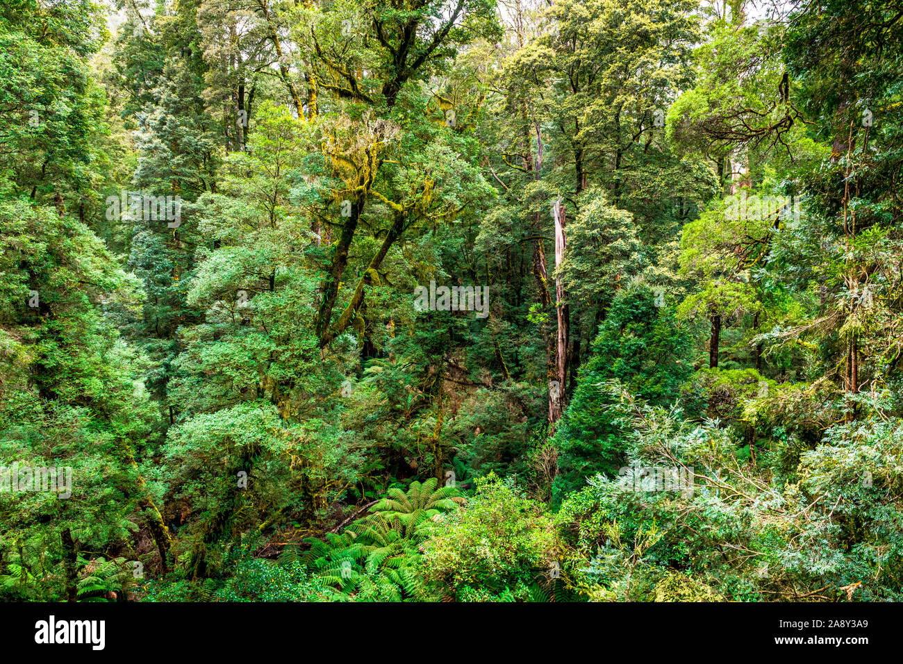 Wet Sclerophyll Forest High Resolution Stock Photography and Images - Alamy