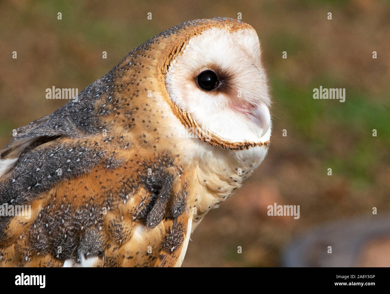 Flat face hi-res stock photography and images - Alamy
