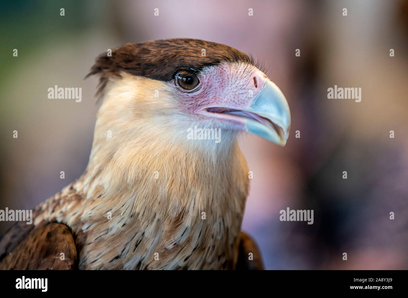Big beak hi-res stock photography and images - Alamy