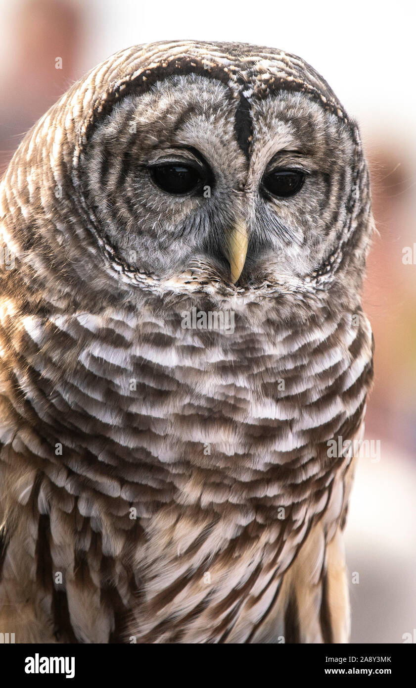 Night bird hi-res stock photography and images - Alamy