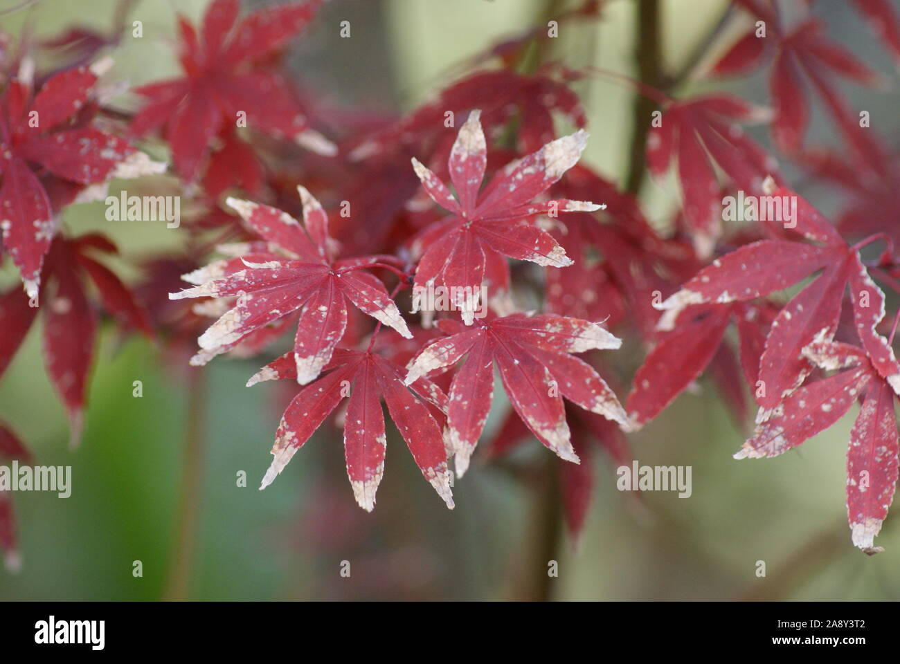 These beautiful fall leaves were on a huge tree in a botanical garden ...