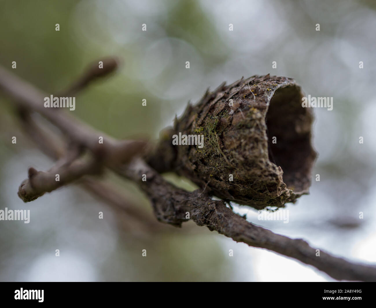 Acorn shell hi-res stock photography and images - Alamy
