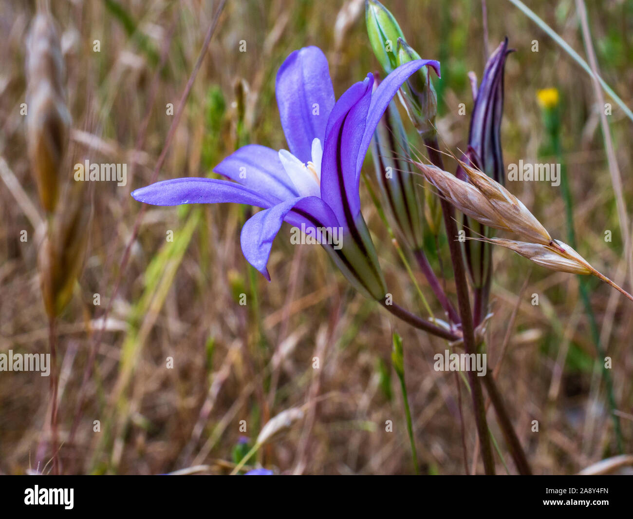 Field Close Up in spring wildflowers grasses regaining color Stock ...