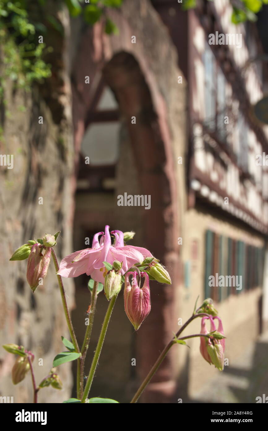 Beautiful weinheim city hi-res stock photography and images - Alamy