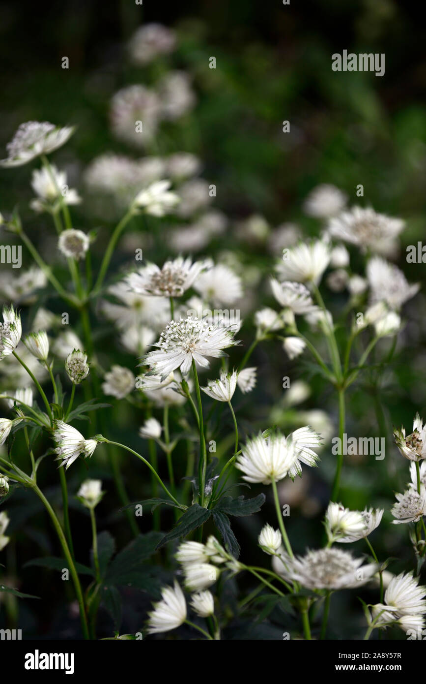 White flower border hi-res stock photography and images - Alamy