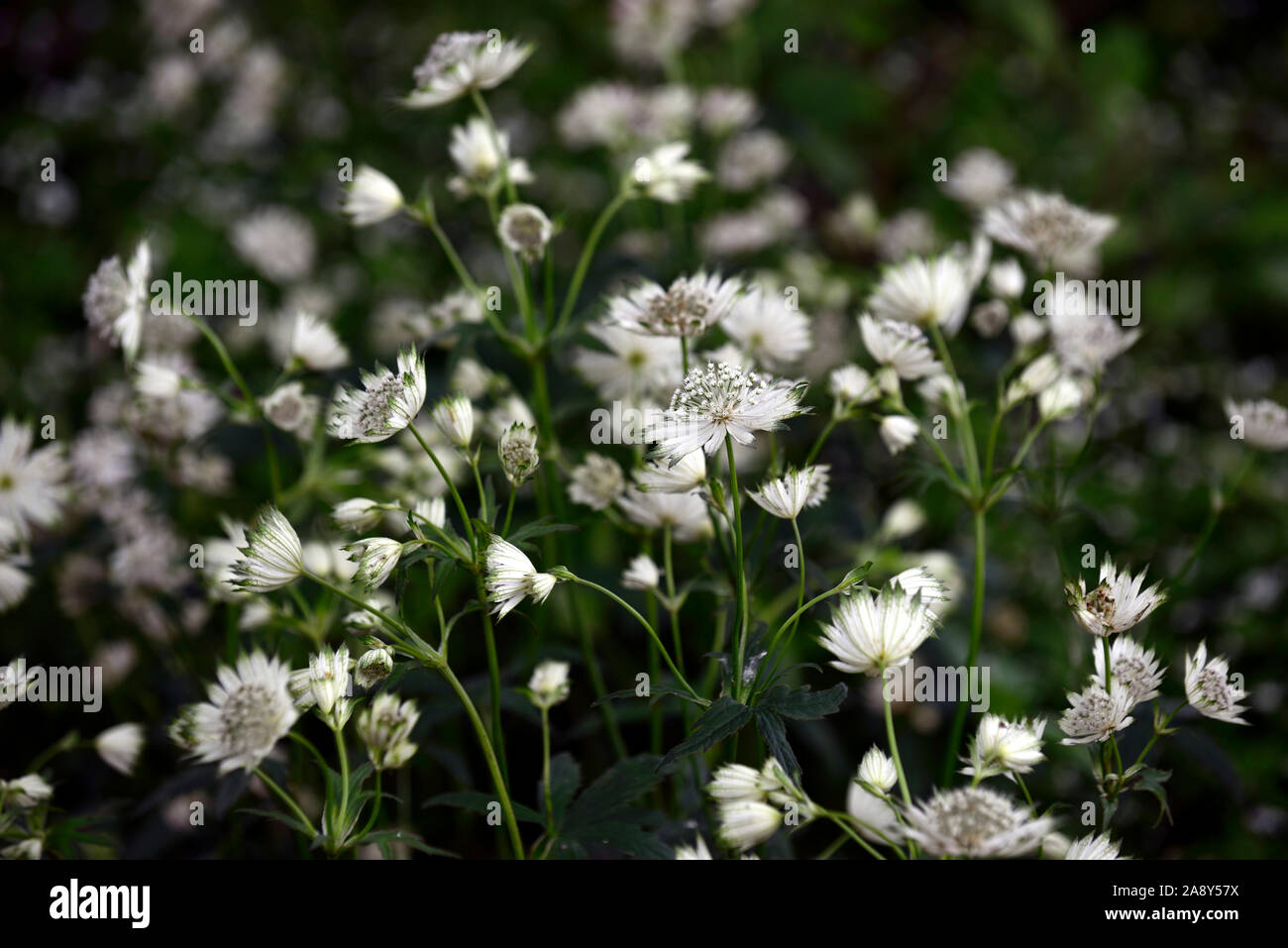 White flower border hi-res stock photography and images - Alamy