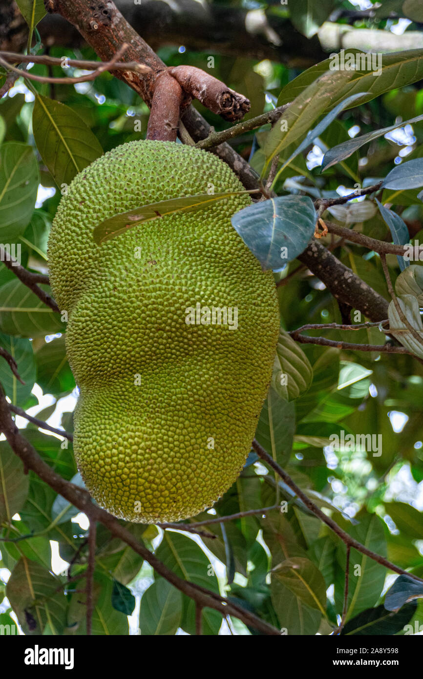 Jacktree and jackfruit (Artocarpus heterophyllus Stock Photo - Alamy