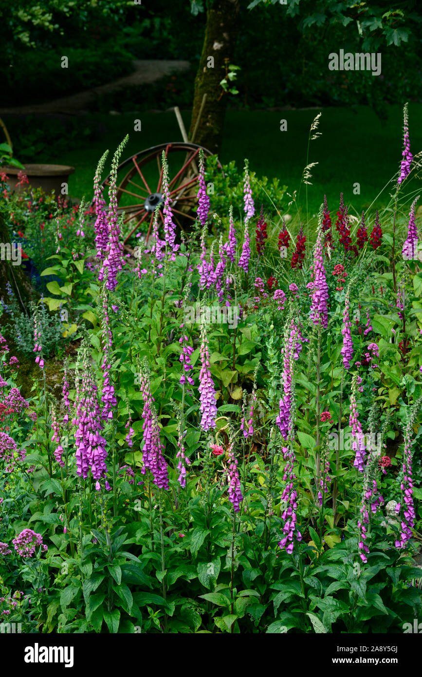 Red foxglove digitalis purpurea flower hi-res stock photography and ...