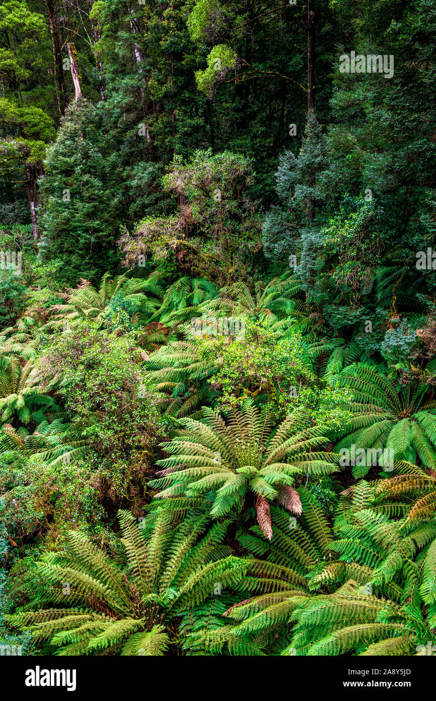 A valley of giant tree ferns and temperate rainforest within the Great ...