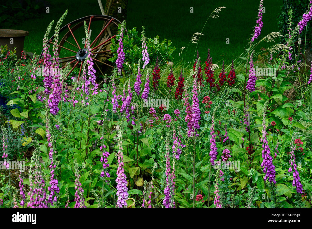 Red Purple Flower Combination High Resolution Stock Photography and ...