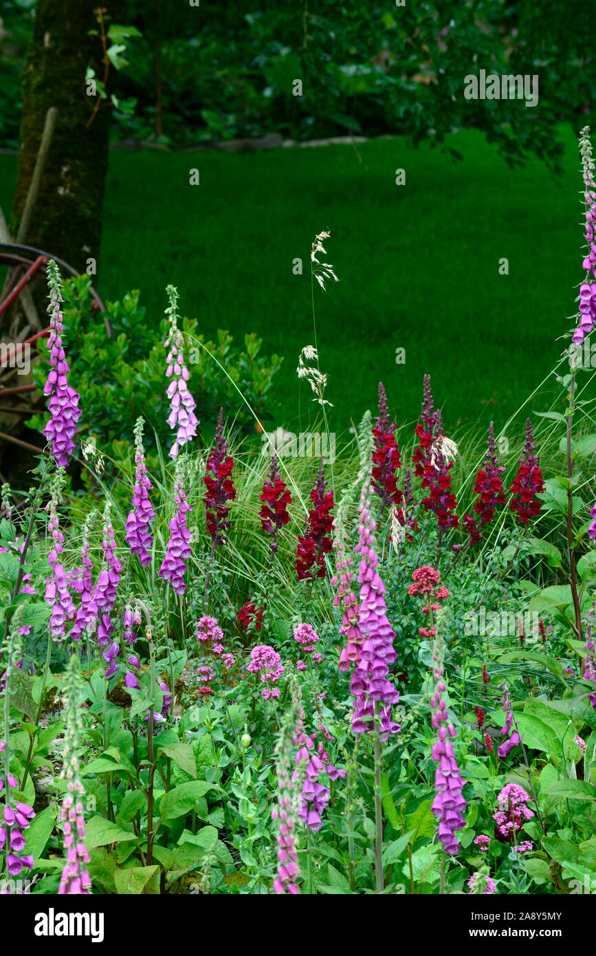 Red foxgloves hi-res stock photography and images - Alamy