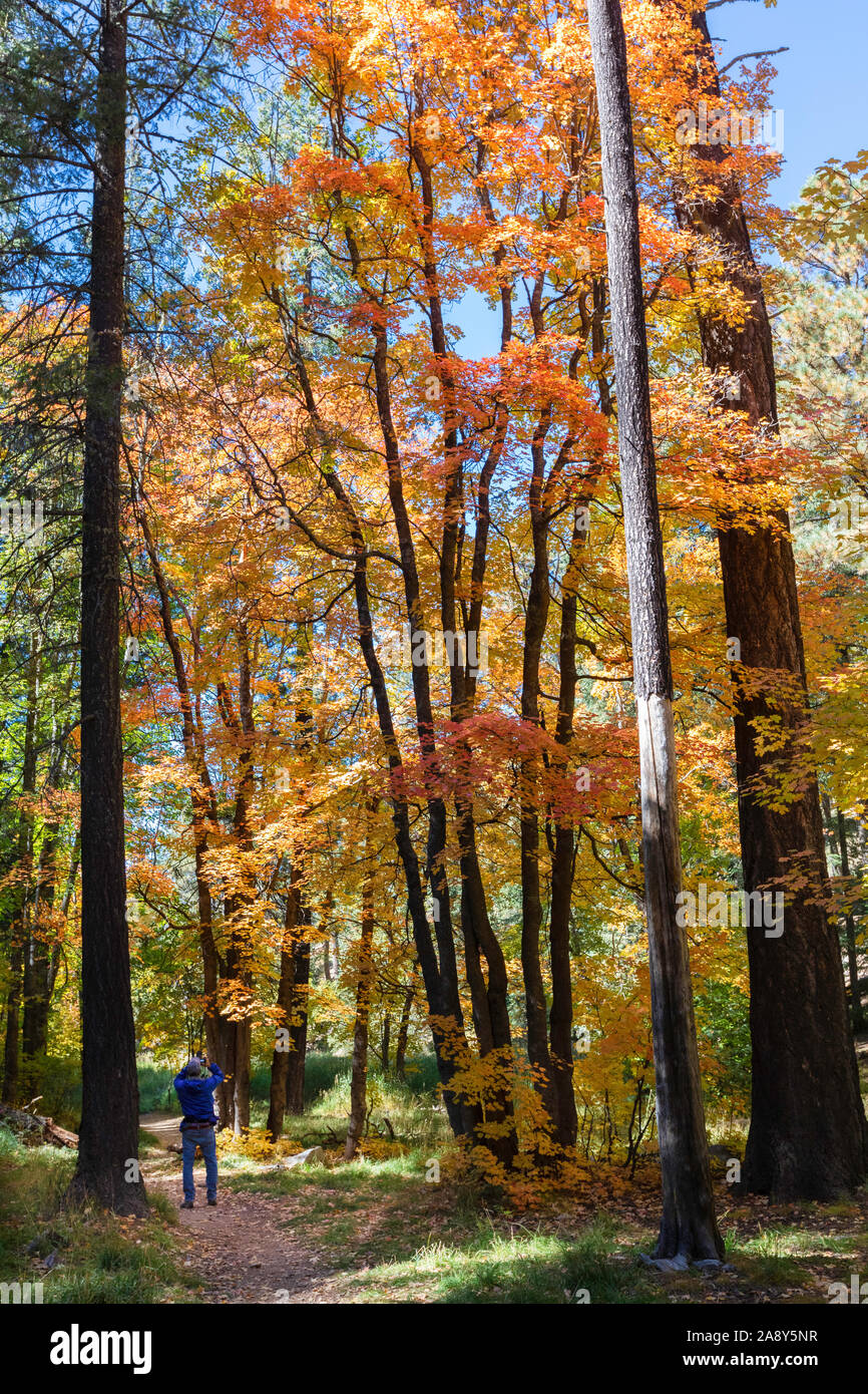 Colorful autumn trees, Mt. Lemmon, Santa Catalina Mountains, Coronado ...