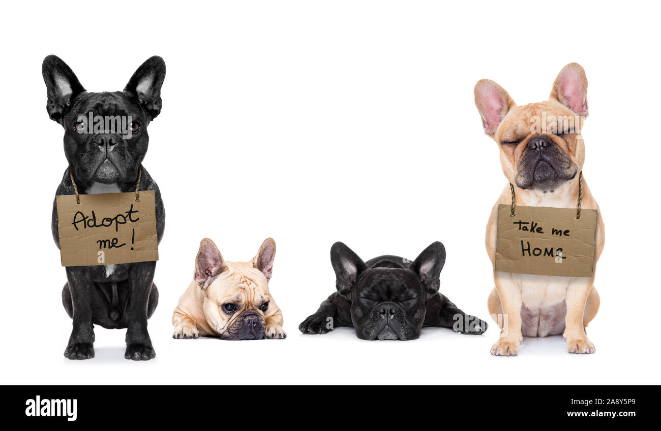 lost and homeless row of dogs for adoption with isolated on white ...