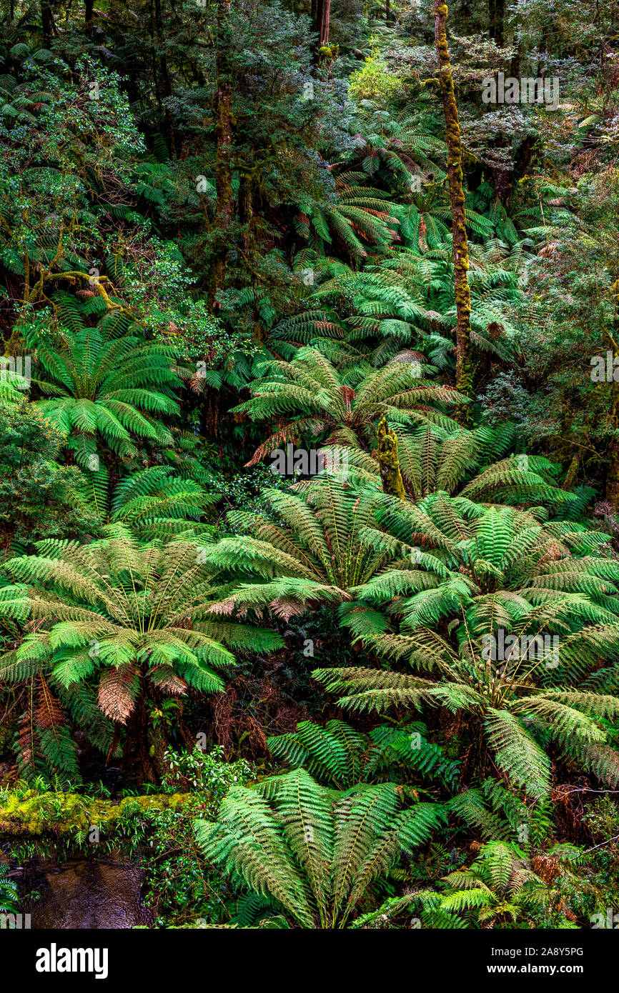Giant Tree Ferns