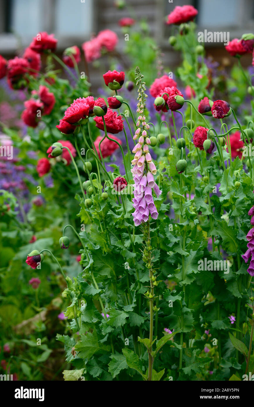 Papaver somniferum Double Red,opium poppy,Digitalis purpurea,foxglove ...