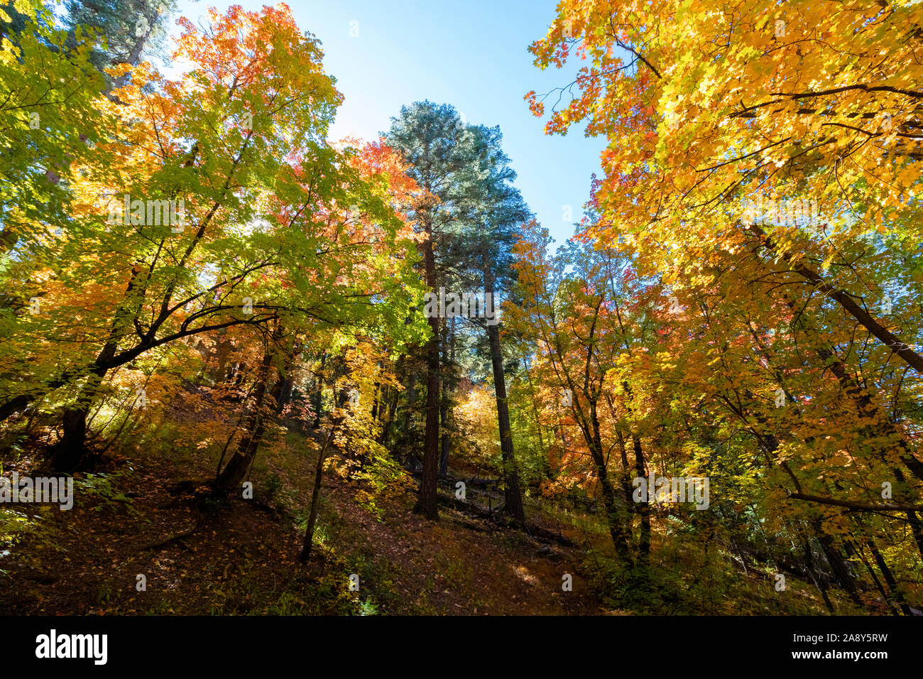 Colorful autumn trees, Mt. Lemmon, Santa Catalina Mountains, Coronado ...