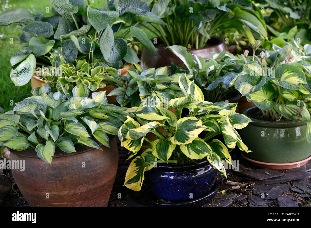 Hosta variegated pot hi-res stock photography and images - Alamy