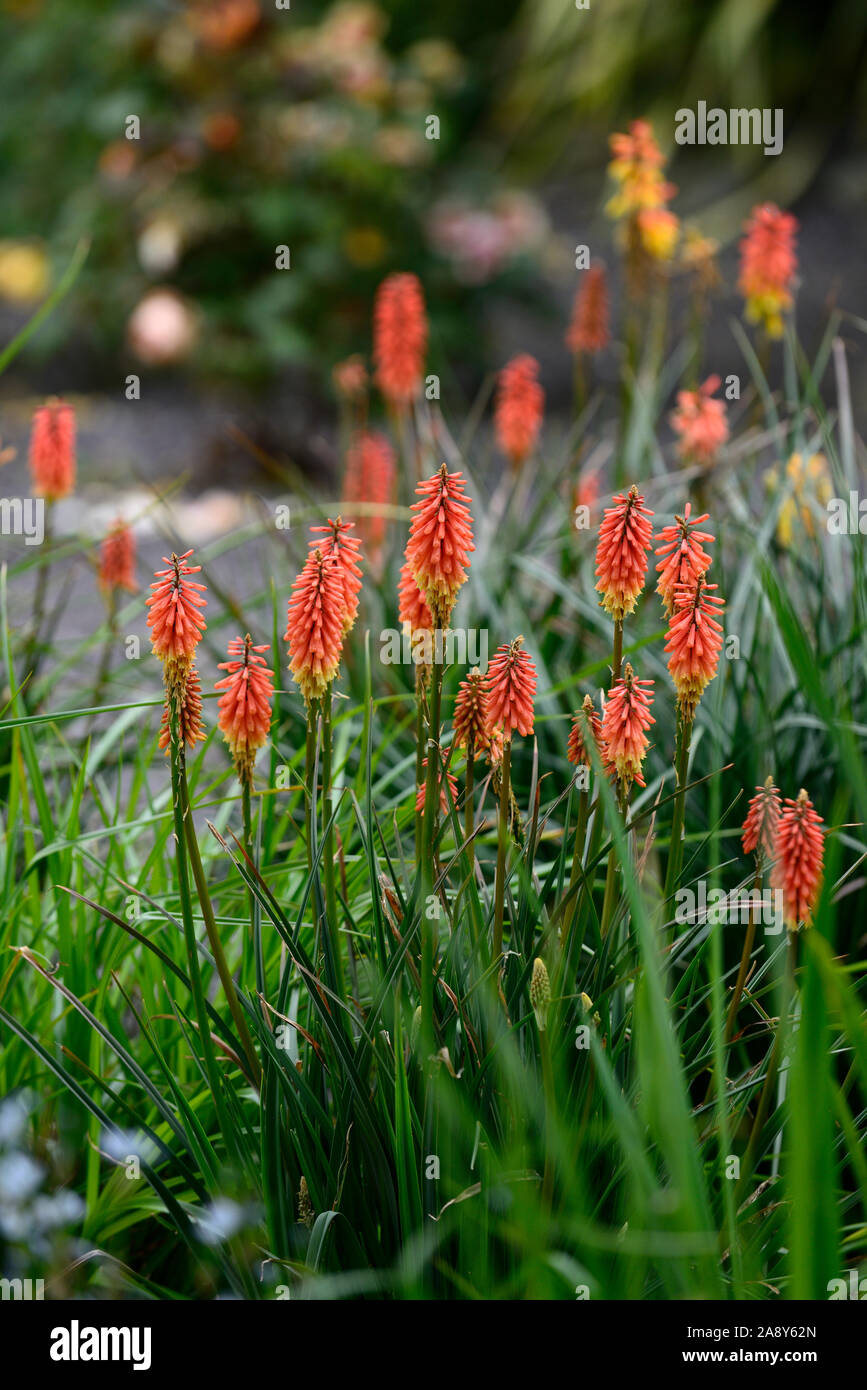 Red hot poker mango popsicle hi-res stock photography and images - Alamy