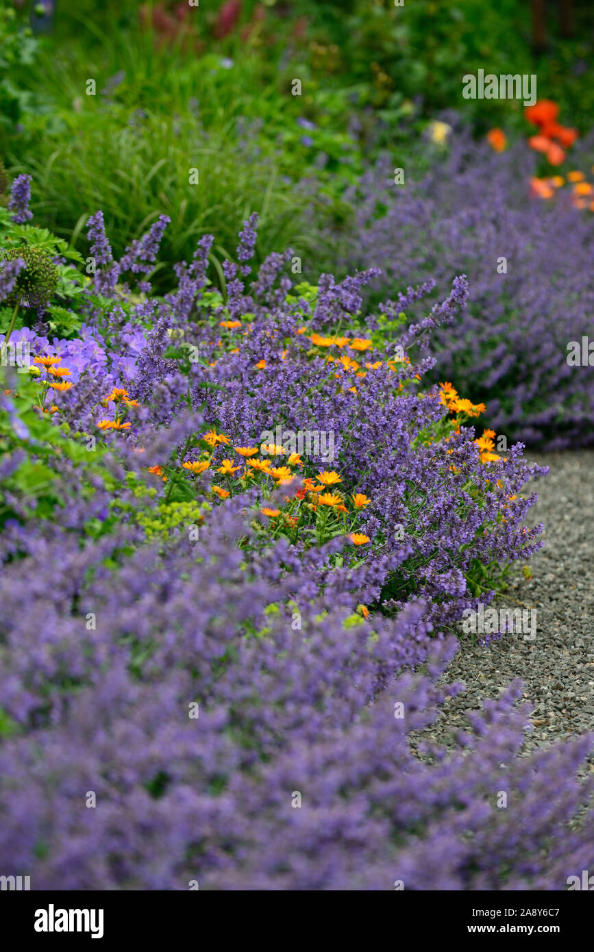 nepeta six hills giant,geranium rozanne,gerbera,blue,orange,flowers ...