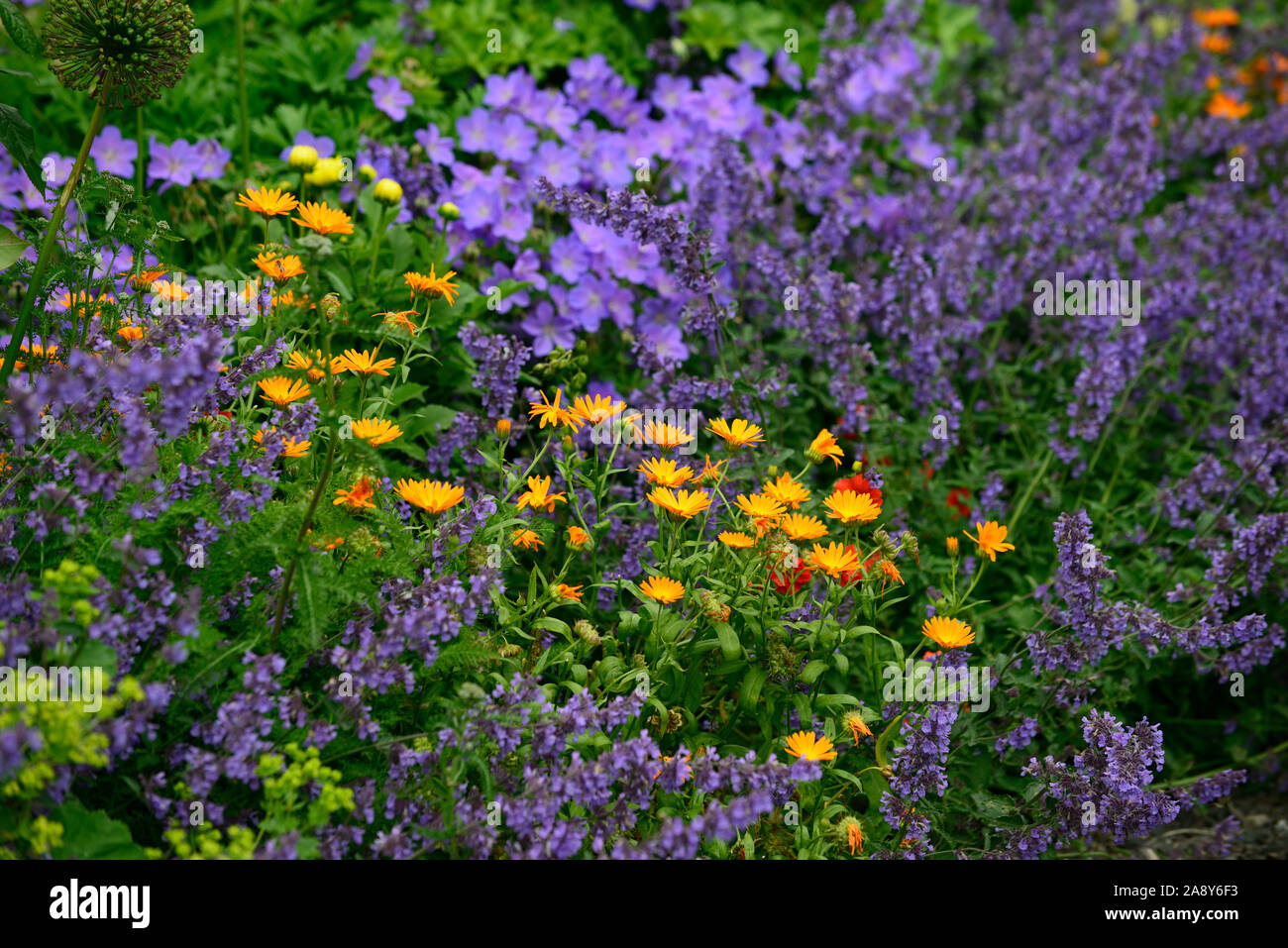 nepeta six hills giant,geranium rozanne,gerbera,blue,orange,flowers ...