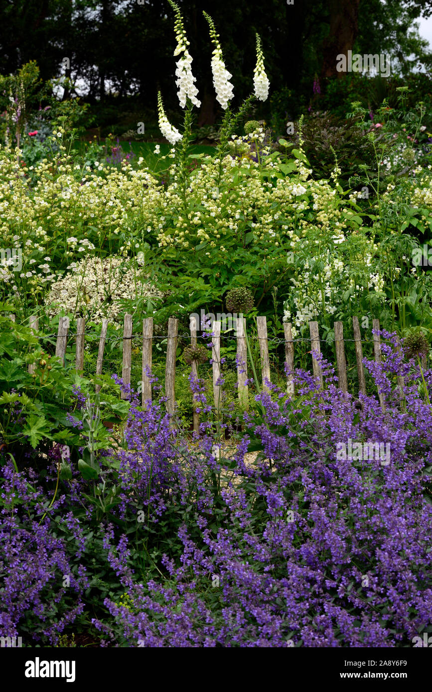 white foxglove,white silene,white digitalis,mix,mixed,white garden ...