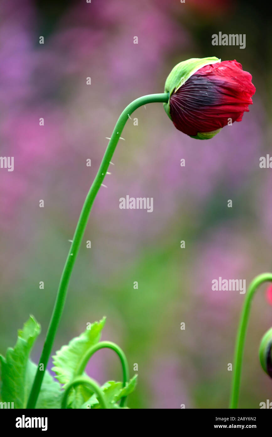 Papaver somniferum Double Red,opium poppy,flower,flowers,flowering,mix ...