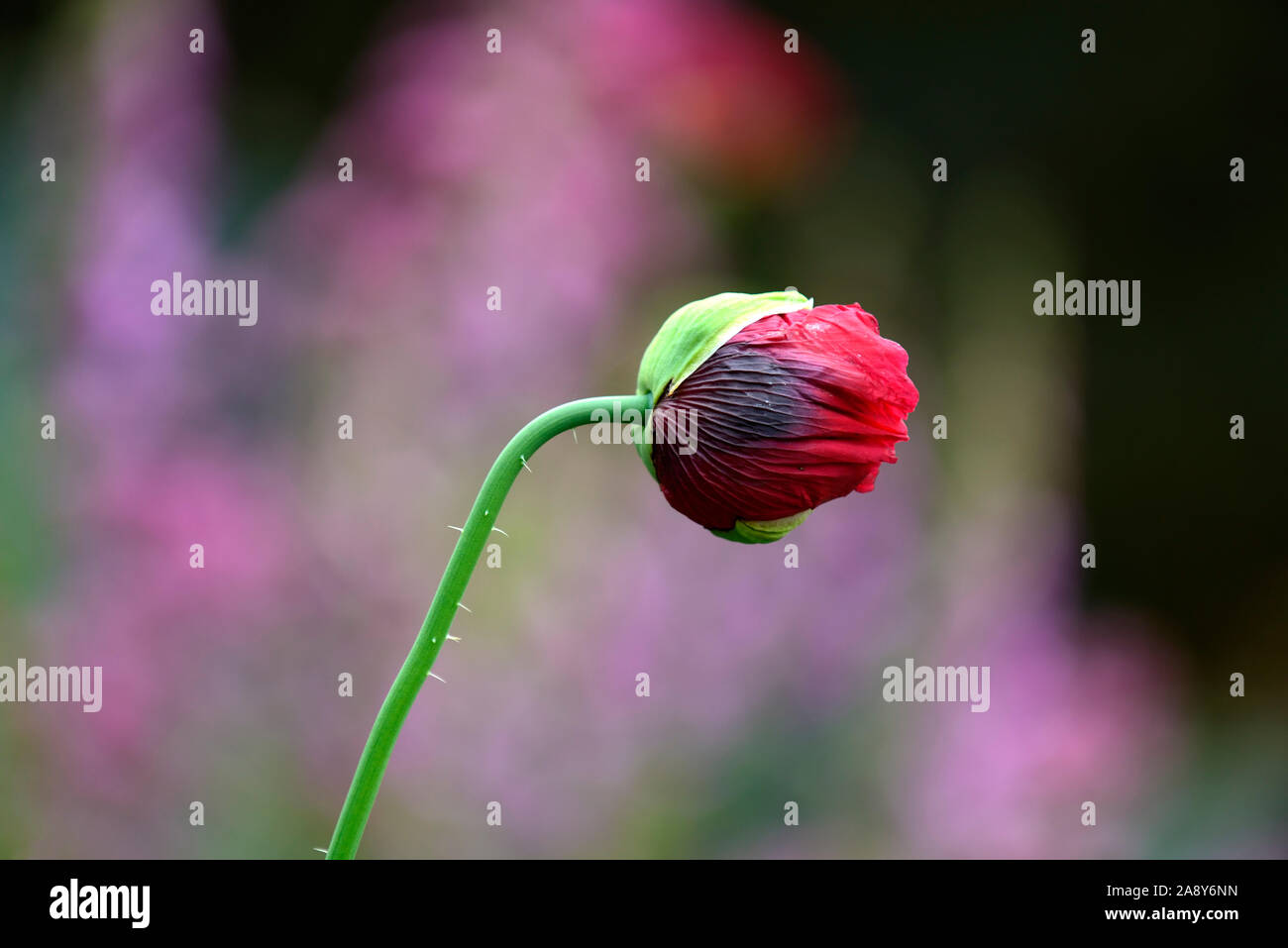 Papaver somniferum Double Red,opium poppy,flower,flowers,flowering,mix ...