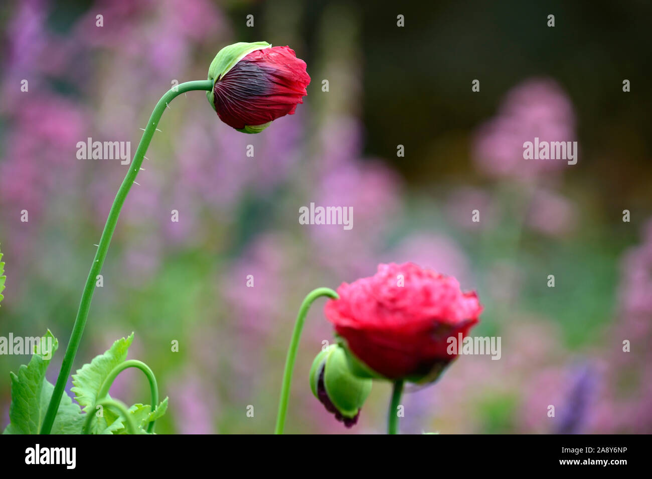 Papaver somniferum Double Red,opium poppy,flower,flowers,flowering,mix ...
