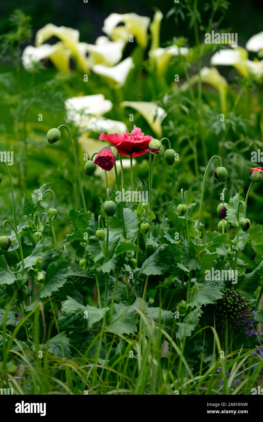 Papaver somniferum Double Red,opium poppy,flower,flowers,flowering,mix ...