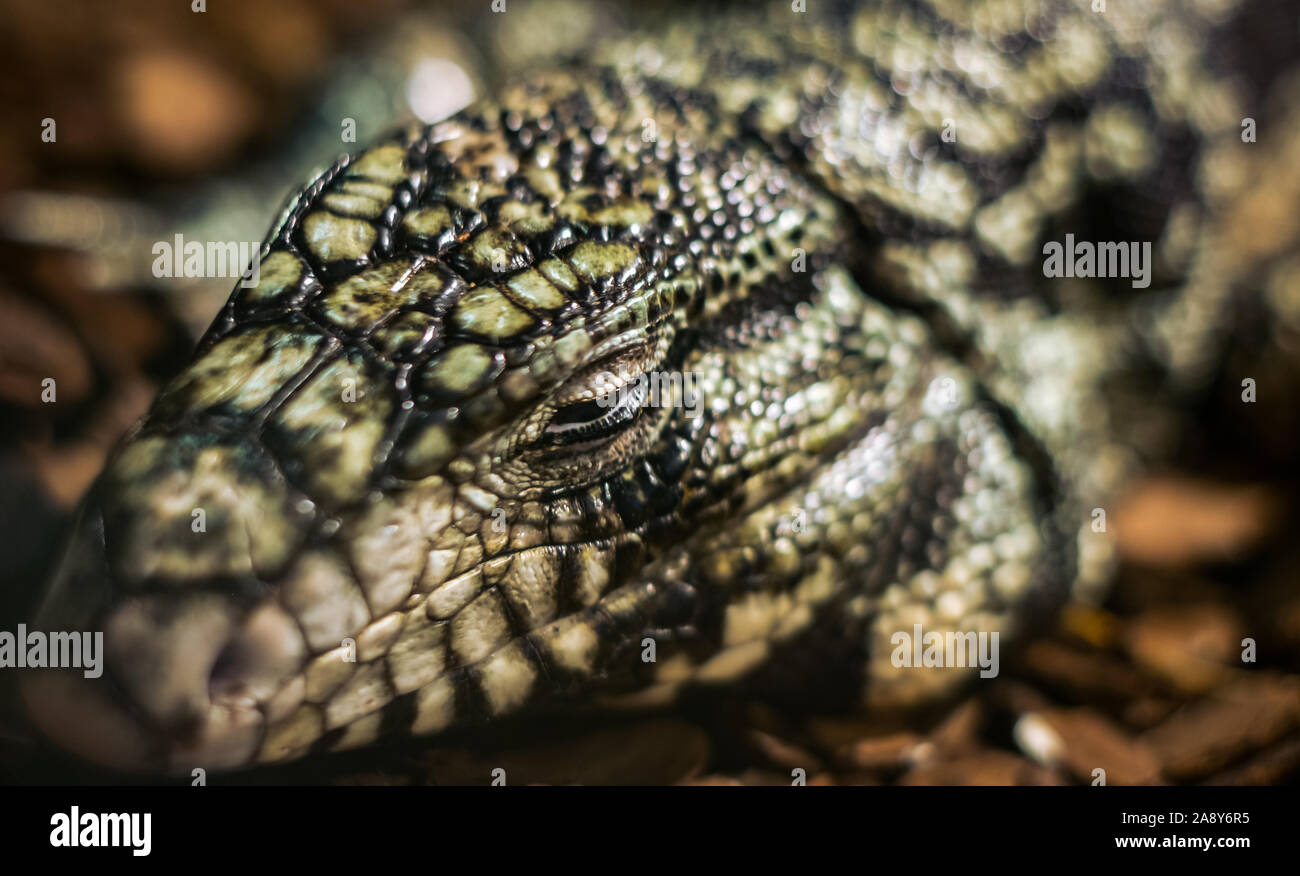 the head of a sleeping lizard Stock Photo - Alamy