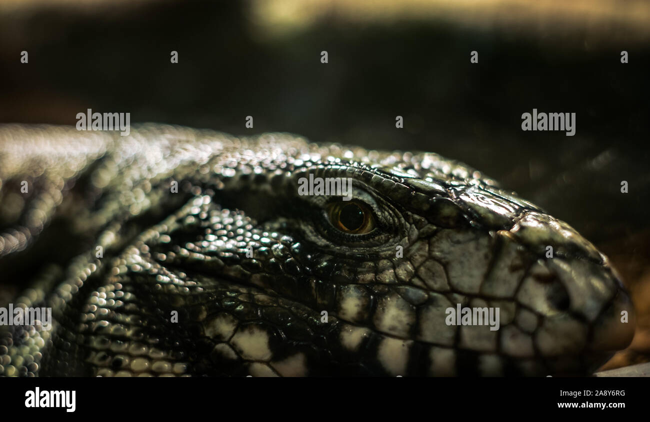 Monster head feet hi-res stock photography and images - Alamy