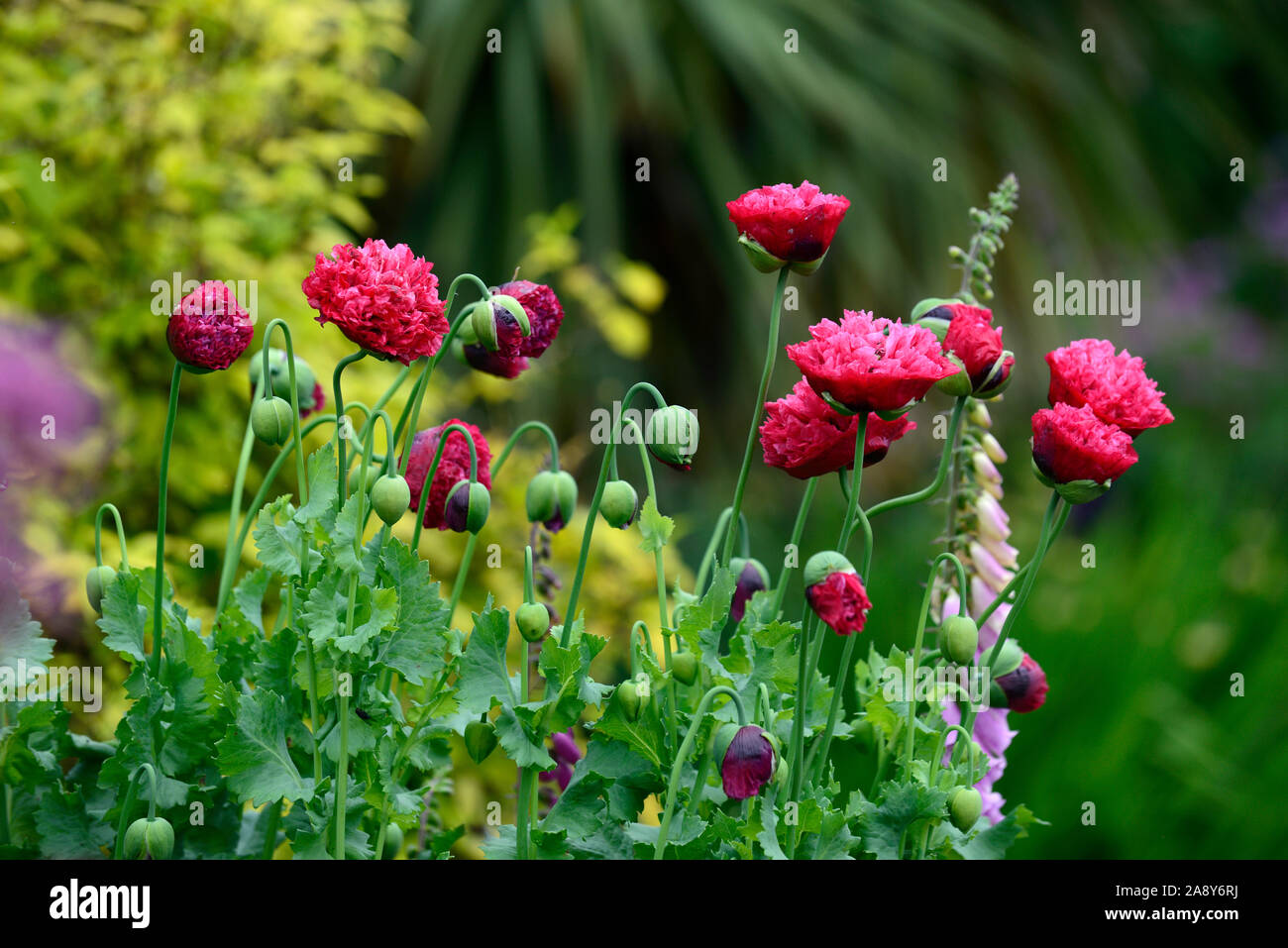 Papaver somniferum Double Red,opium poppy,flower,flowers,flowering,mix ...