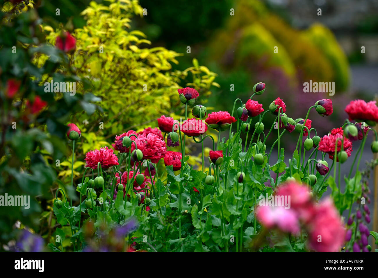 Papaver somniferum Double Red,opium poppy,flower,flowers,flowering,mix ...